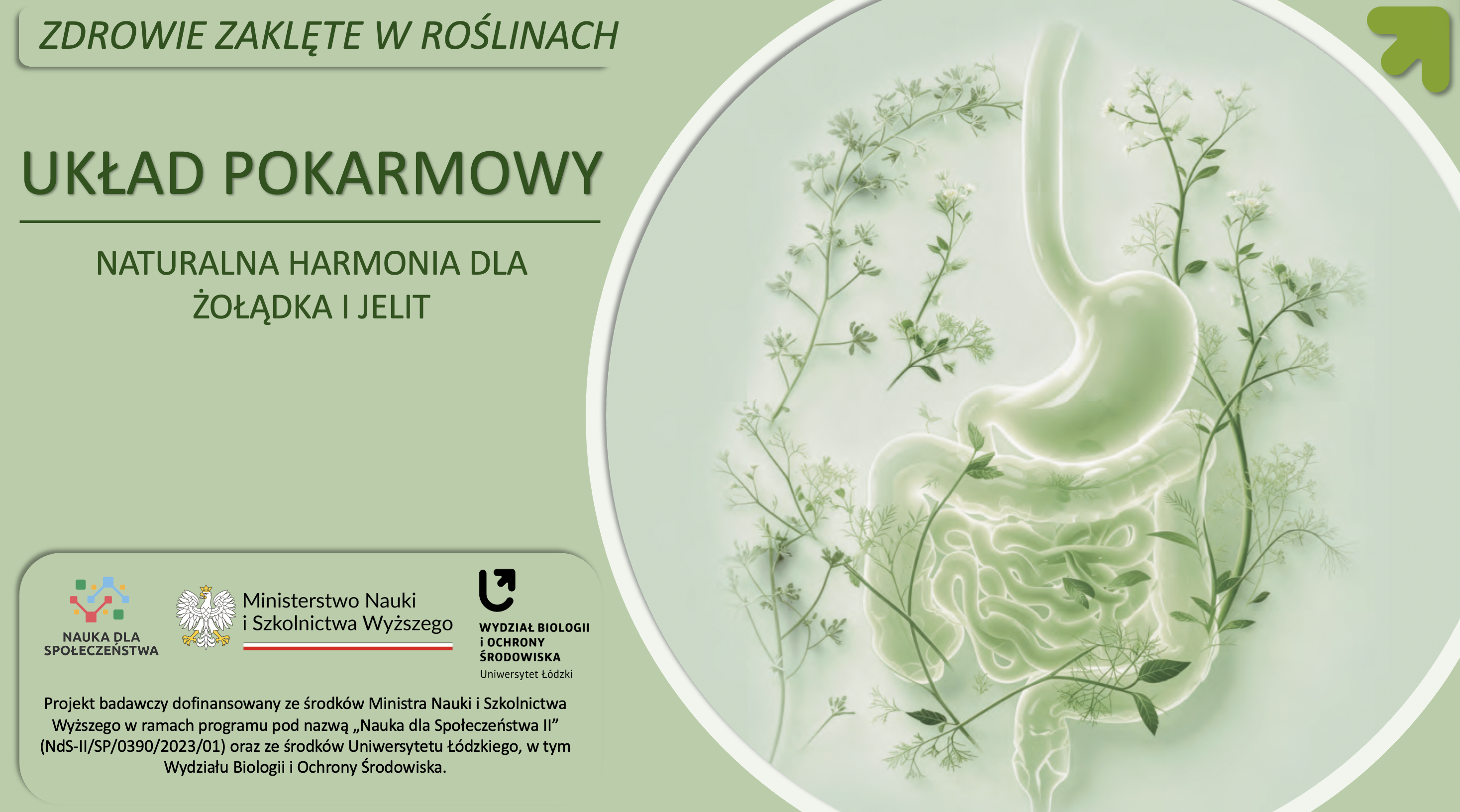 Zioła pod lupą badaczek z WBiOŚ UŁ – jak działają na układ pokarmowy