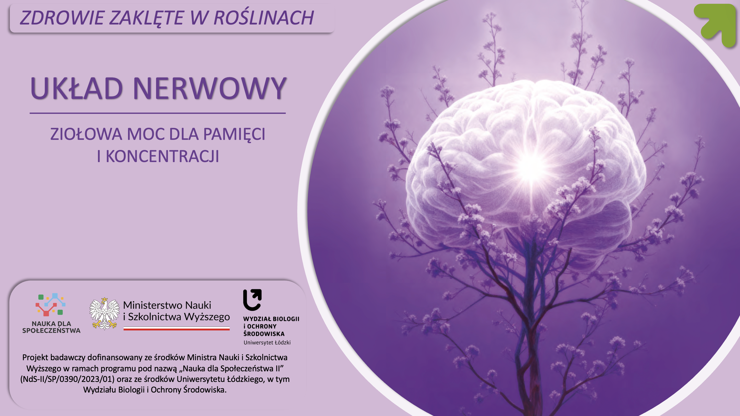 Power of Herbs Under the Microscope of Researchers from the UniLodz ...