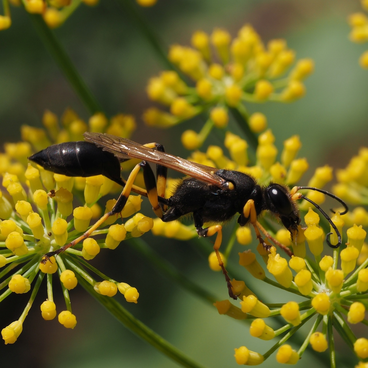 Owady dawne, ale i nowe coraz częstsze w Polsce