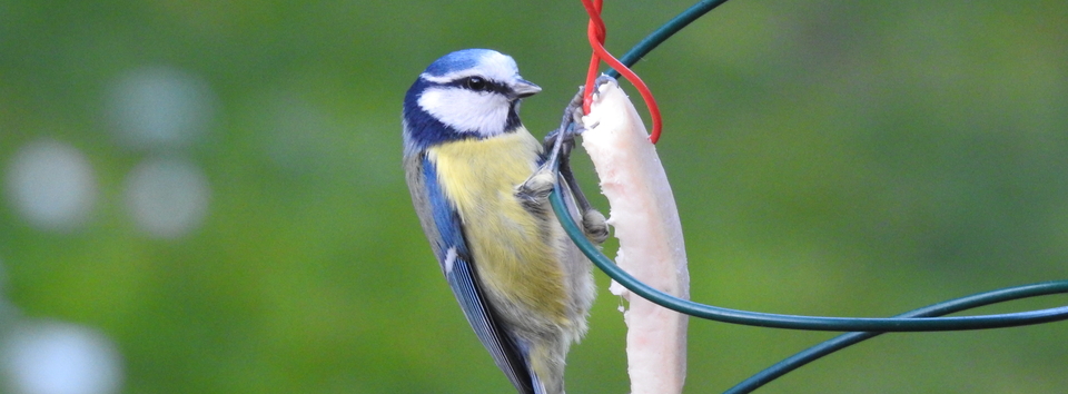 Sikory w mieście - jak wspierać je zimą